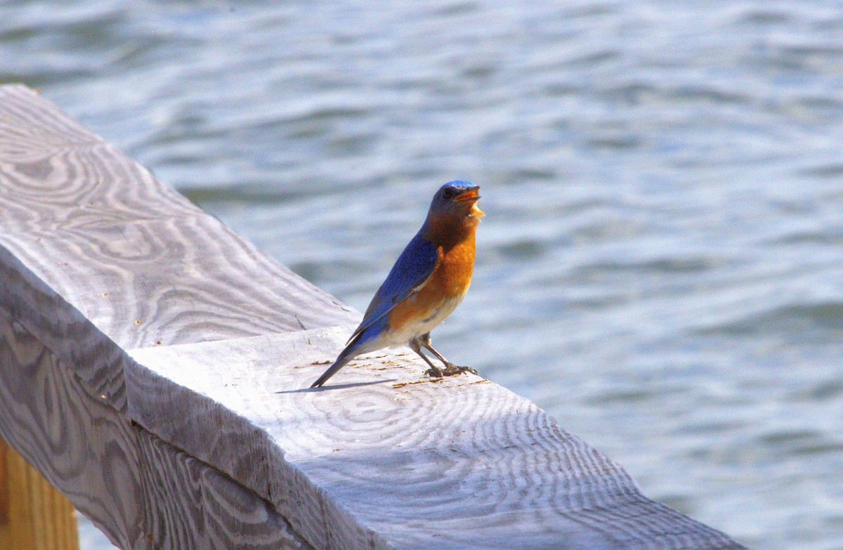 eBird Checklist - 10 May 2025 - Duncan yard, Gulf Breeze - 24 species