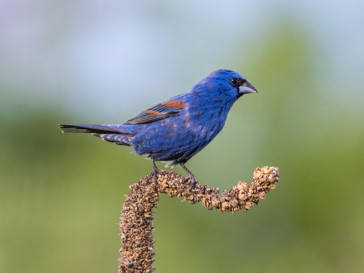 eBird Checklist - 25 May 2025 - Sanderson Field - 18 species