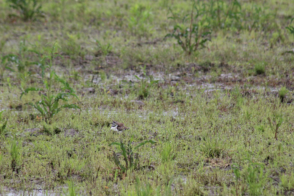 Pennsylvania Bird Atlas Checklist - 22 May 2025 - Muck Railyard area ...