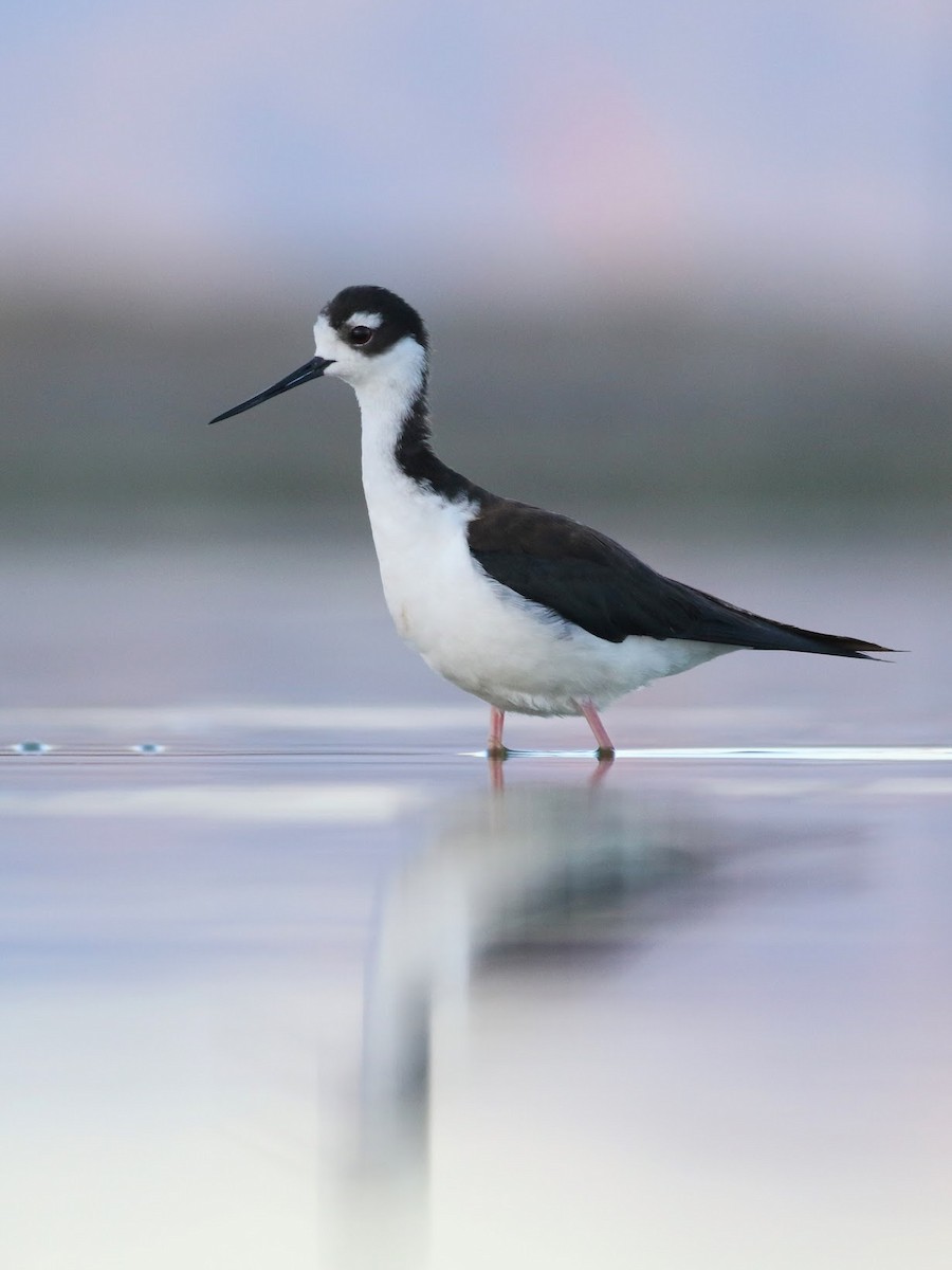 ML636525097 - Black-necked Stilt - Macaulay Library