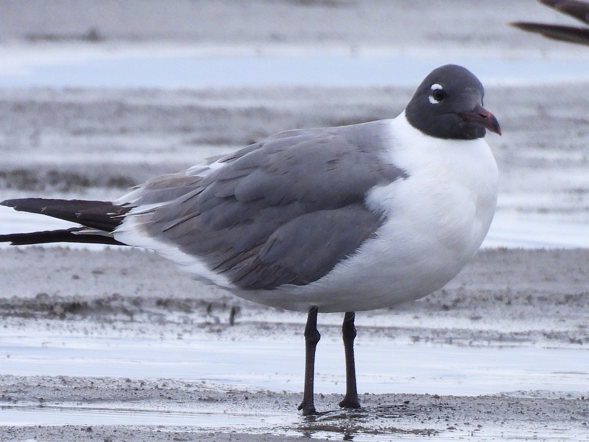 ML636526010 - Laughing Gull - Macaulay Library