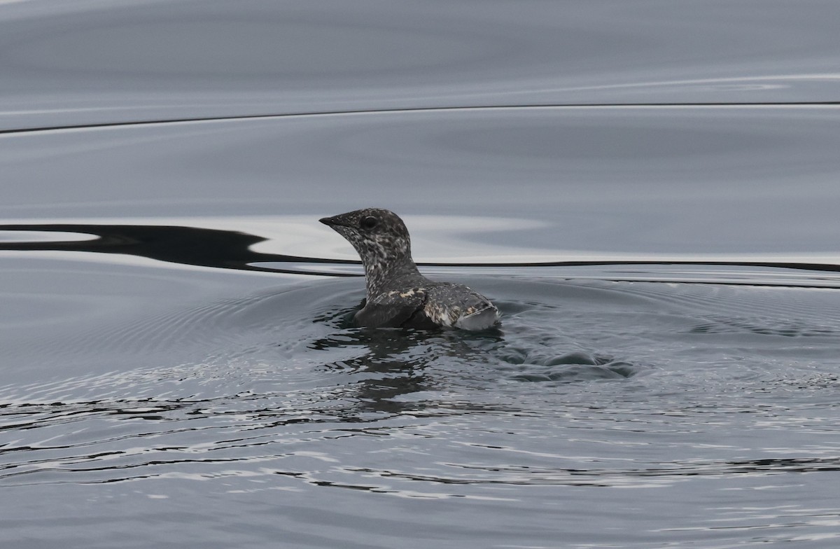 eBird Checklist - 25 May 2025 - Kodiak Is.--Marine-Spruce Cape to Long ...