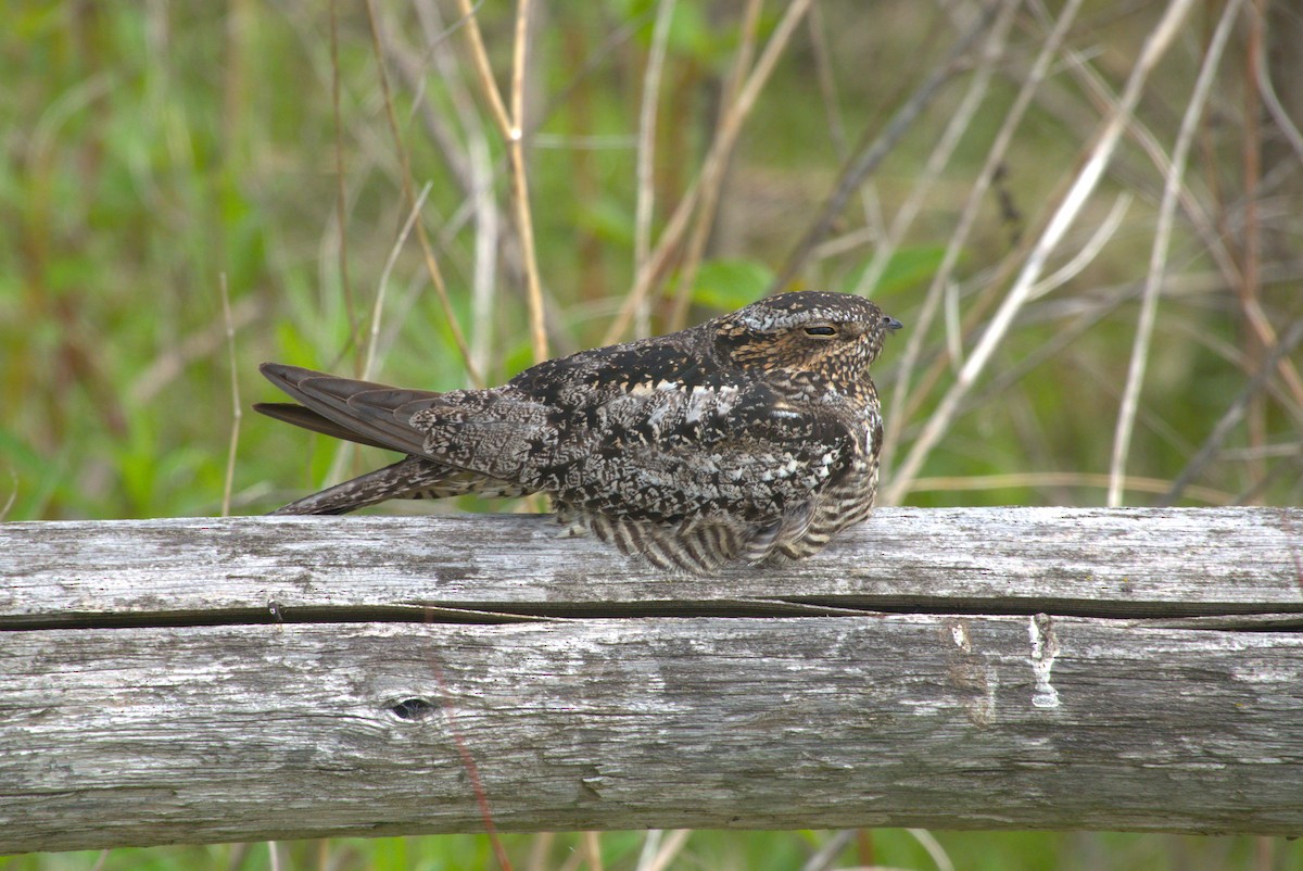 eBird Checklist - 24 May 2025 - Tommy Thompson Park - 56 species