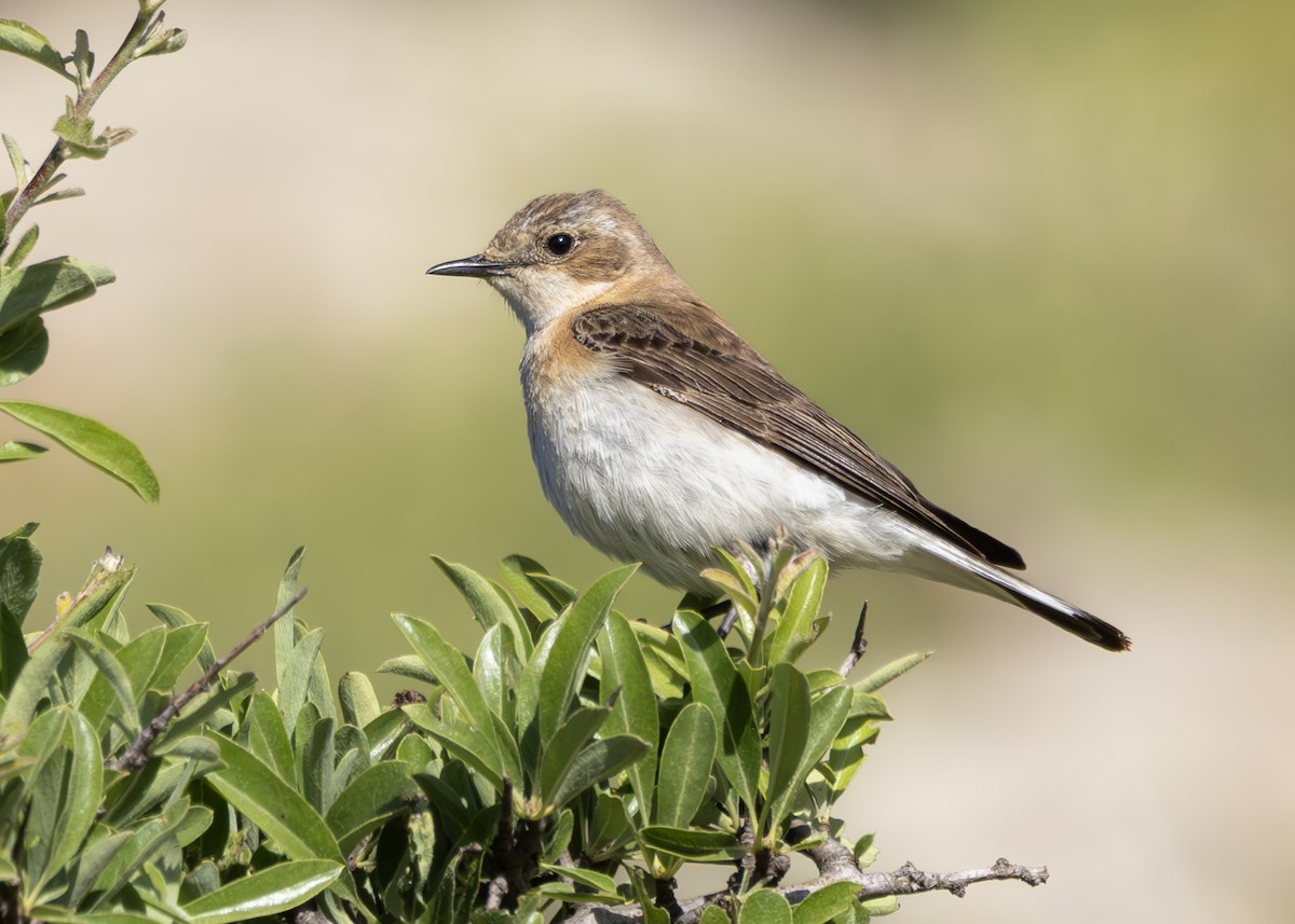 ML636538026 - Eastern Black-eared Wheatear - Macaulay Library