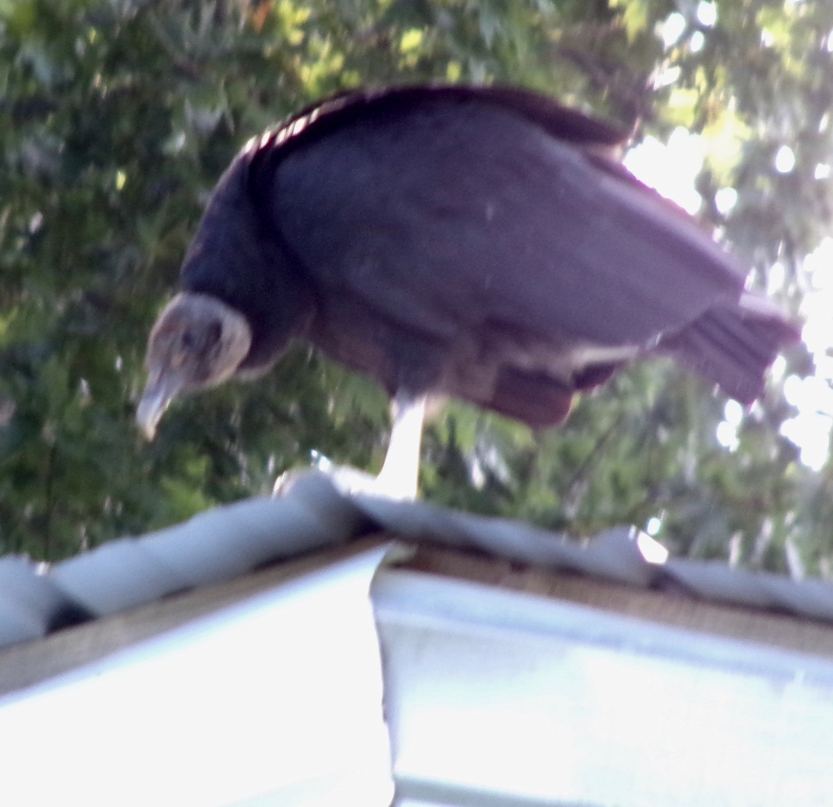 eBird Checklist - 26 May 2025 - Frank Lyne's Farm (Private) stakeout ...