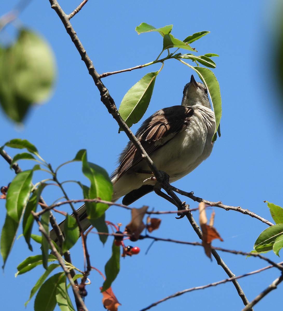eBird Checklist - 26 May 2025 - My Backyard - 14 species