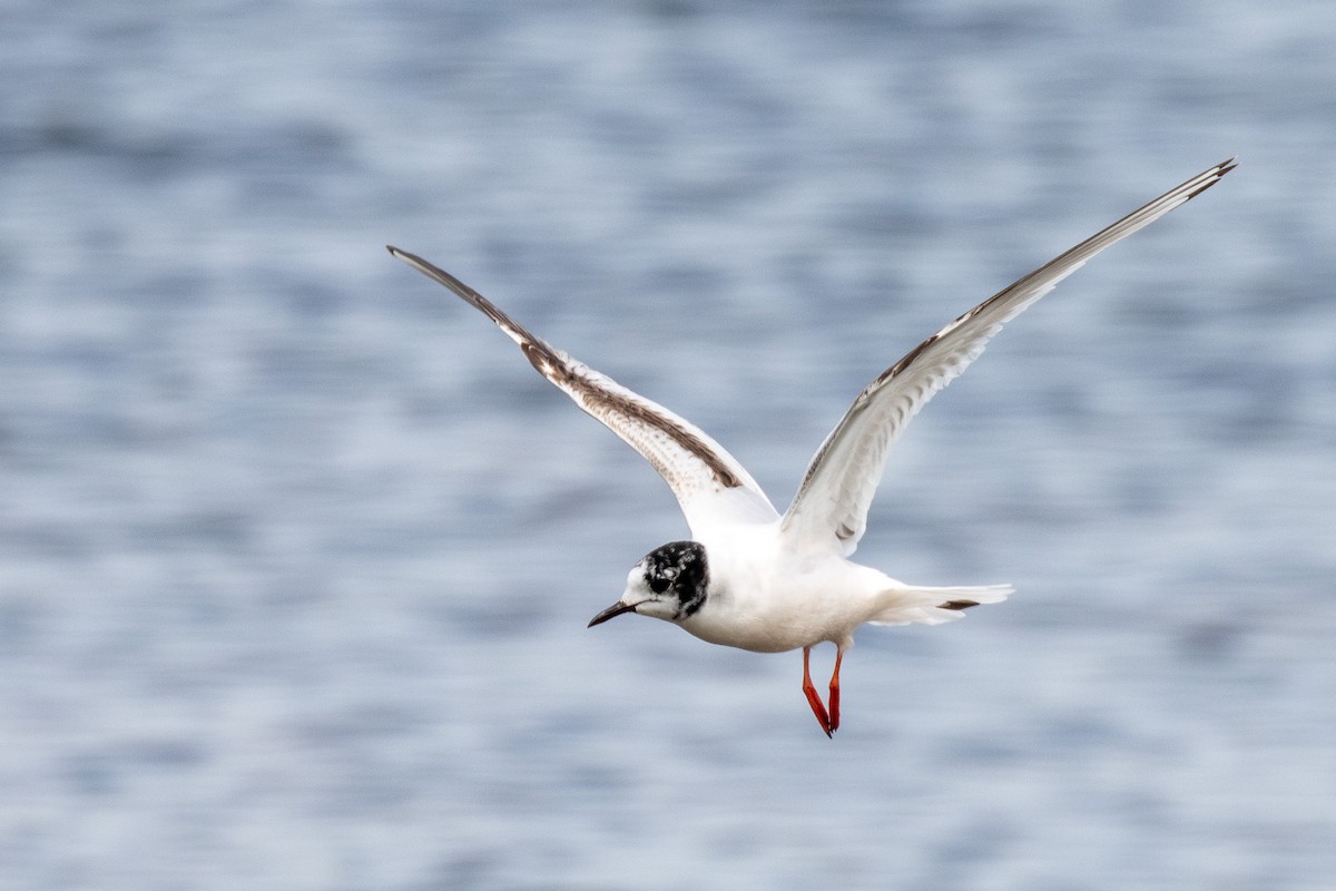 ML636545349 - Little Gull - Macaulay Library