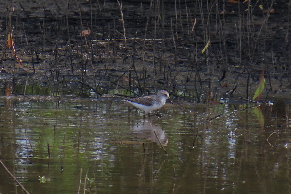 eBird Checklist - 24 May 2025 - Paulette Road, Macon, Mississippi, US ...