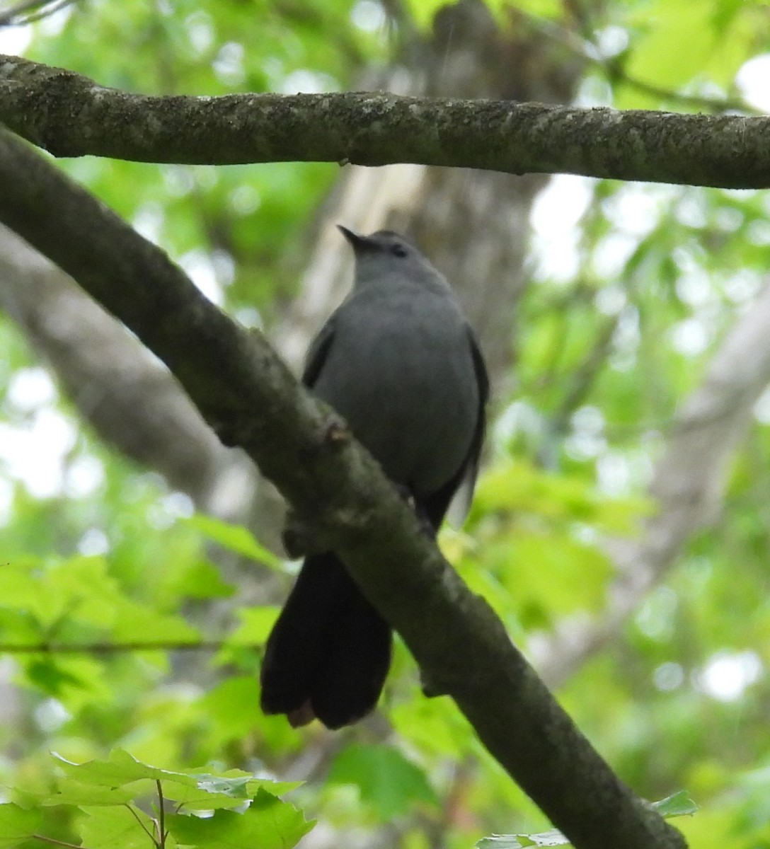 eBird Checklist - 17 May 2025 - 156–198 129th Ave, Wayland US-MI 42. ...