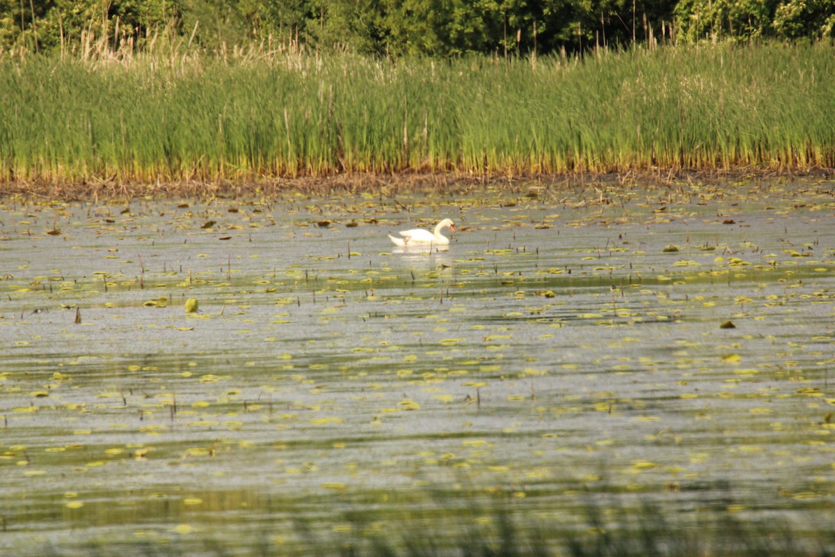 eBird Checklist - 26 May 2025 - Fermilab (DuPage Co.) - 34 species