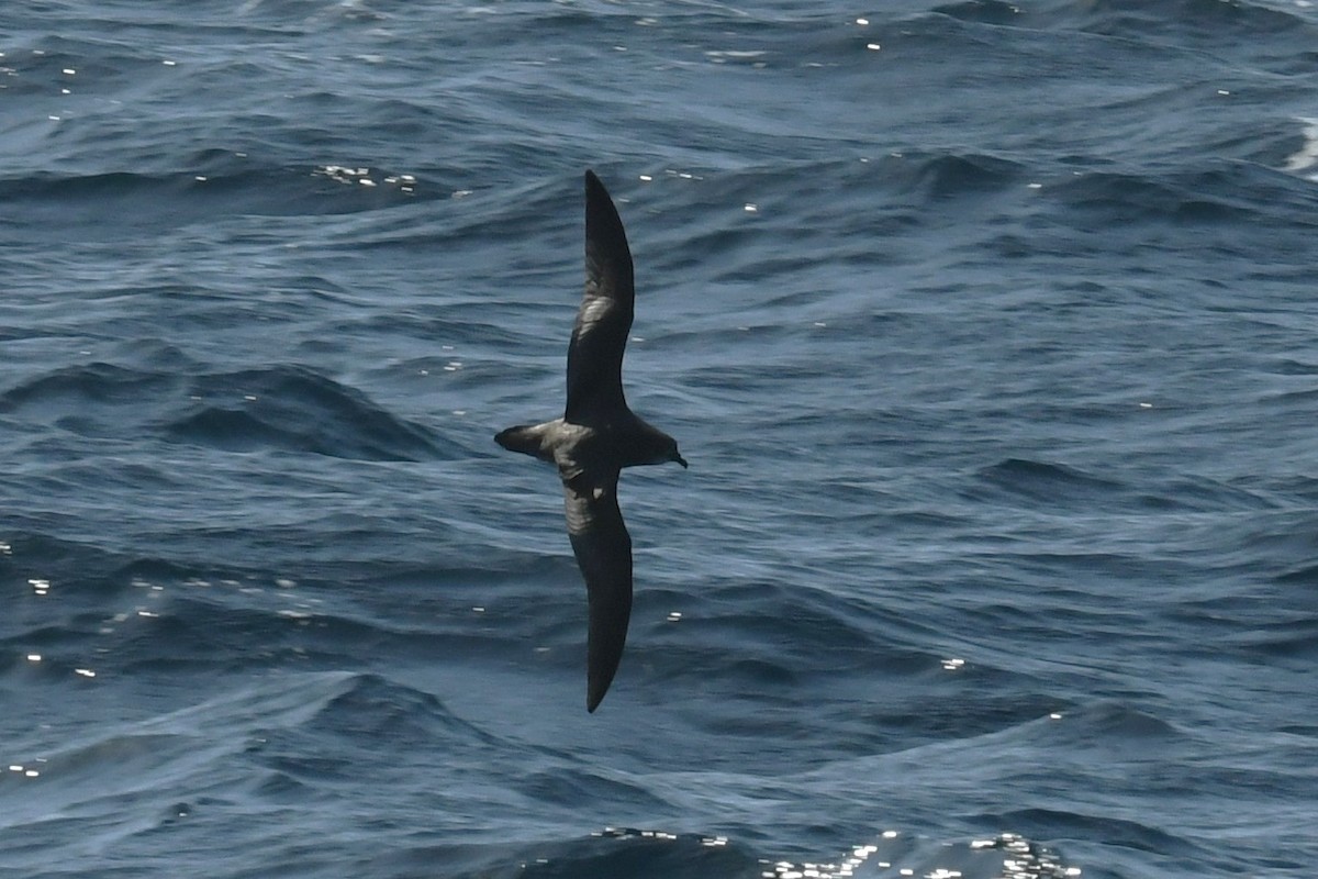 ML636559137 - Pterodroma sp. - Macaulay Library