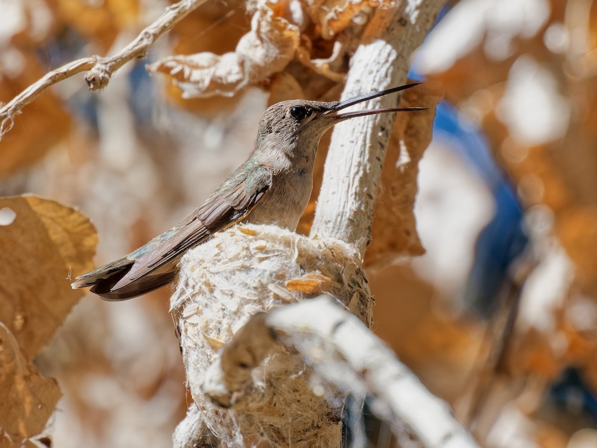 eBird Checklist - 26 May 2025 - Tres Rios Overbank Wetlands (permit ...