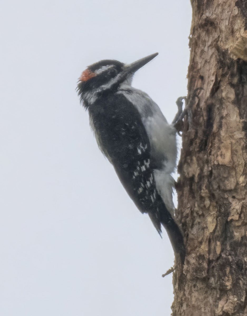 eBird Checklist - 26 May 2025 - Overland Loop Trail - 27 species
