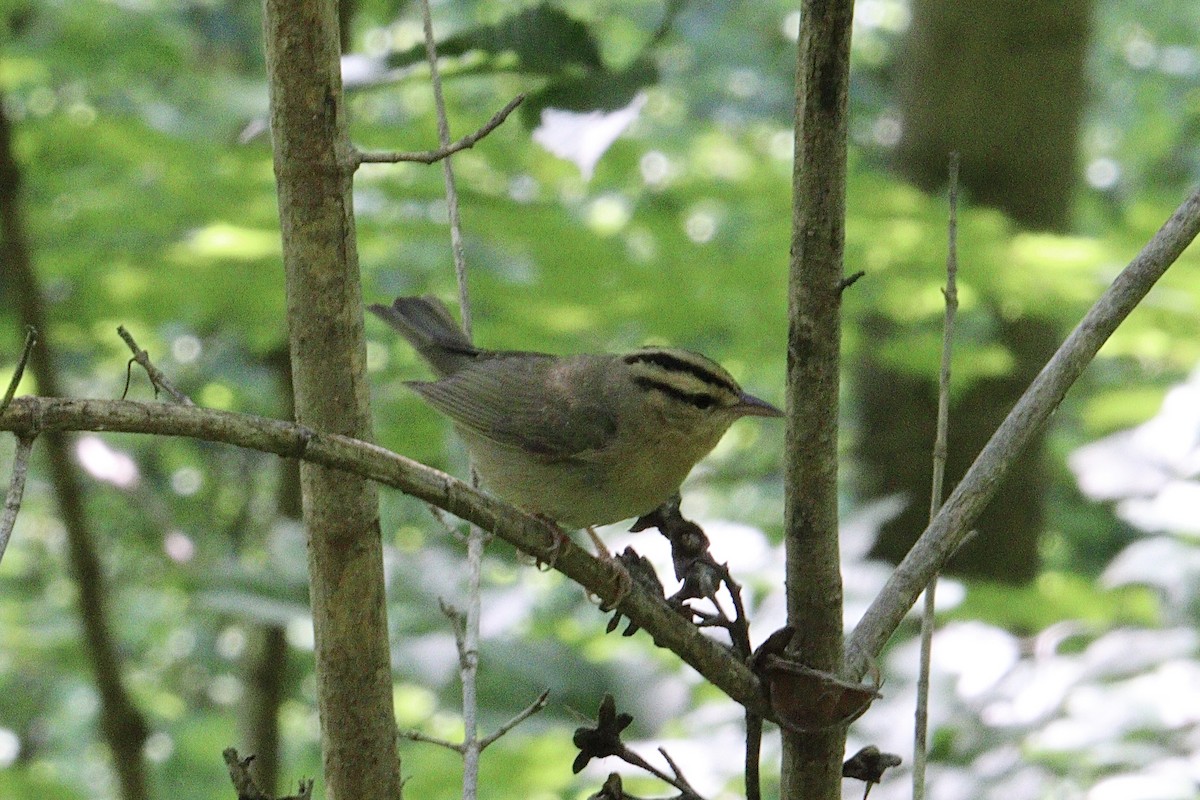 eBird Checklist - 20 May 2025 - New River Gorge NP--Kaymoor Mine Trail ...
