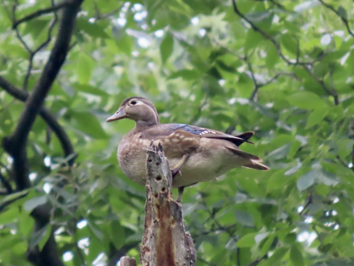 eBird Checklist - 26 May 2025 - Woodley Park - Watts Branch Forest ...