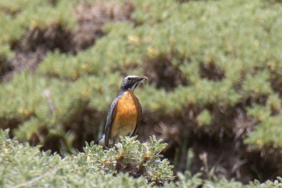 Israel Breeding Bird Atlas Checklist - 26 May 2025 - הר החרמון כללי ...