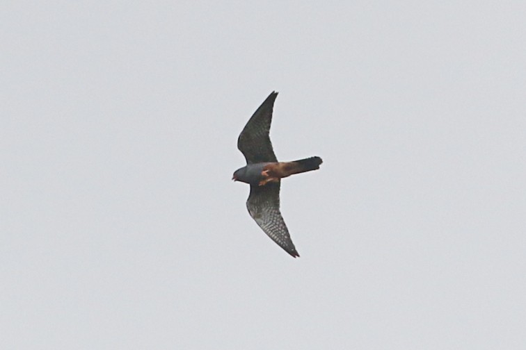 eBird Checklist - 26 May 2025 - Stodmarsh NNR - 45 species