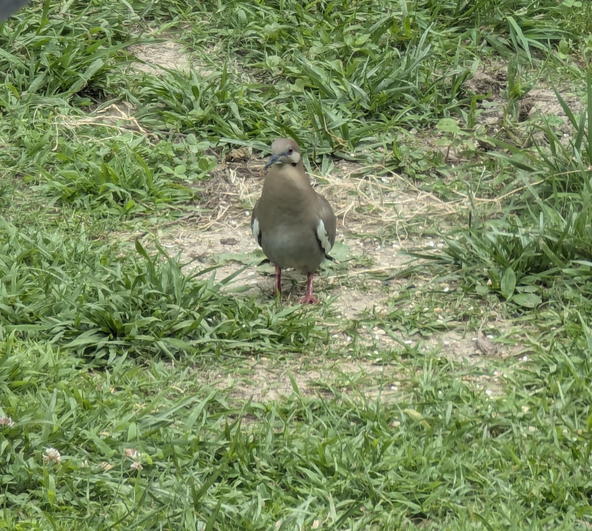 eBird Checklist - 26 May 2025 - stakeout White-winged Dove, Laurel Cove ...