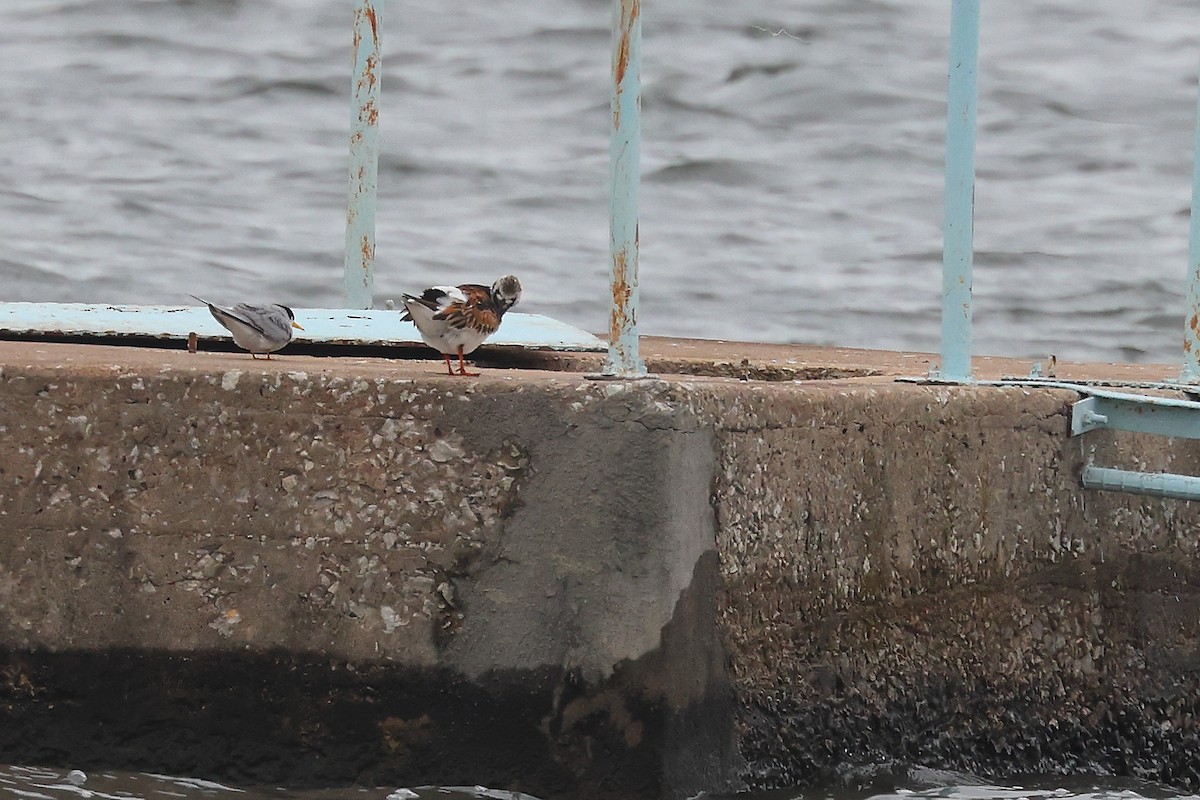 eBird Checklist - 26 May 2025 - Lake Yahola--Monument Point - 4 species