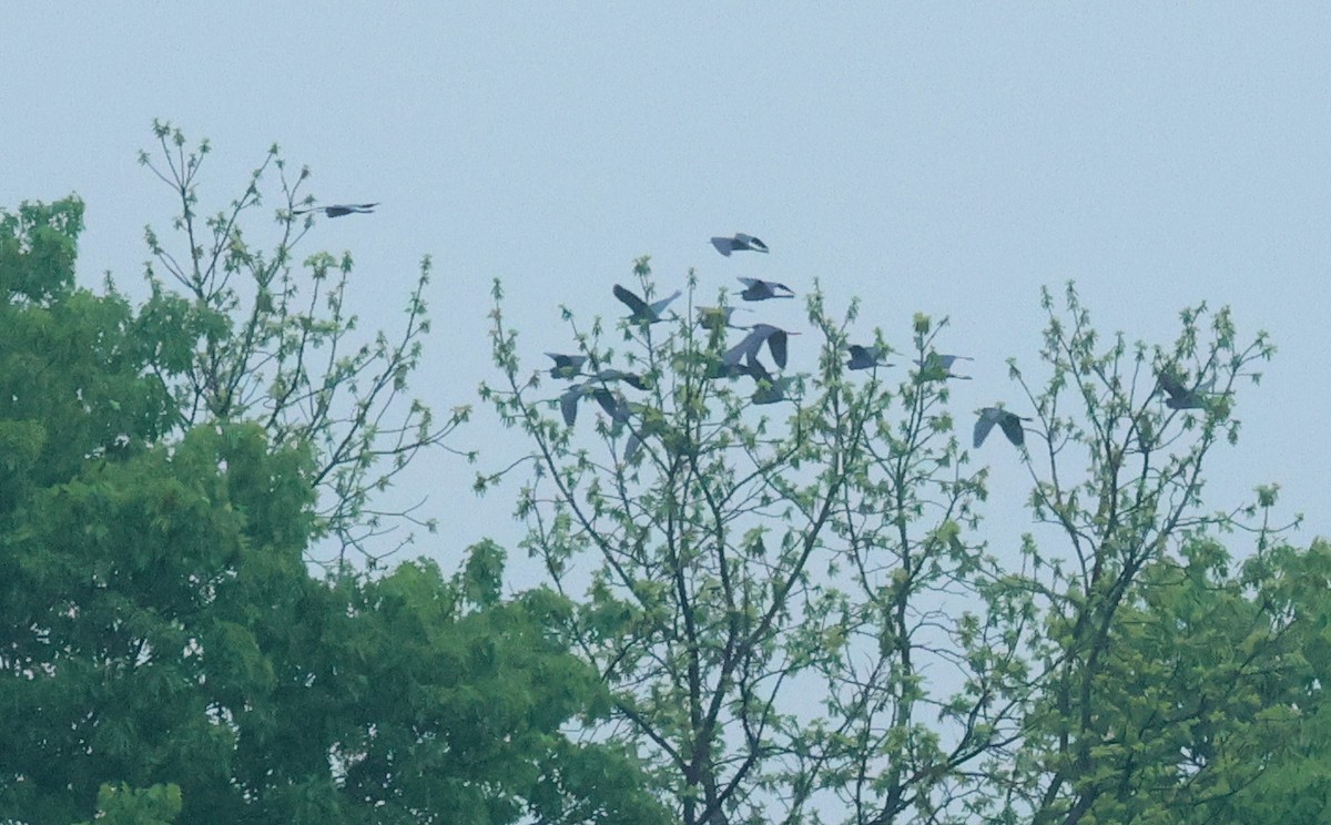 eBird Checklist - 3 May 2025 - Darst Bottom Rd. - 32 species (+1 other ...