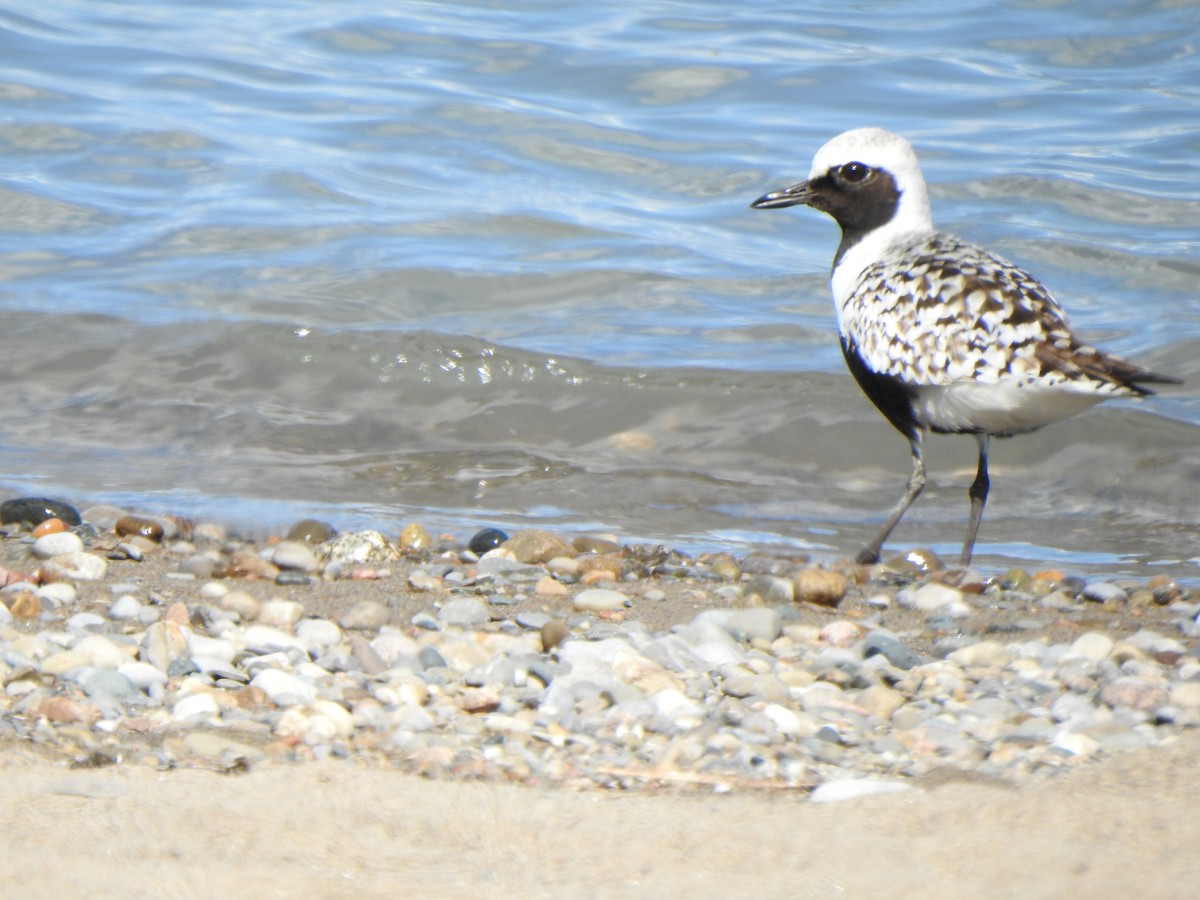 eBird Checklist - 25 May 2025 - Point Pelee NP* general (use more ...
