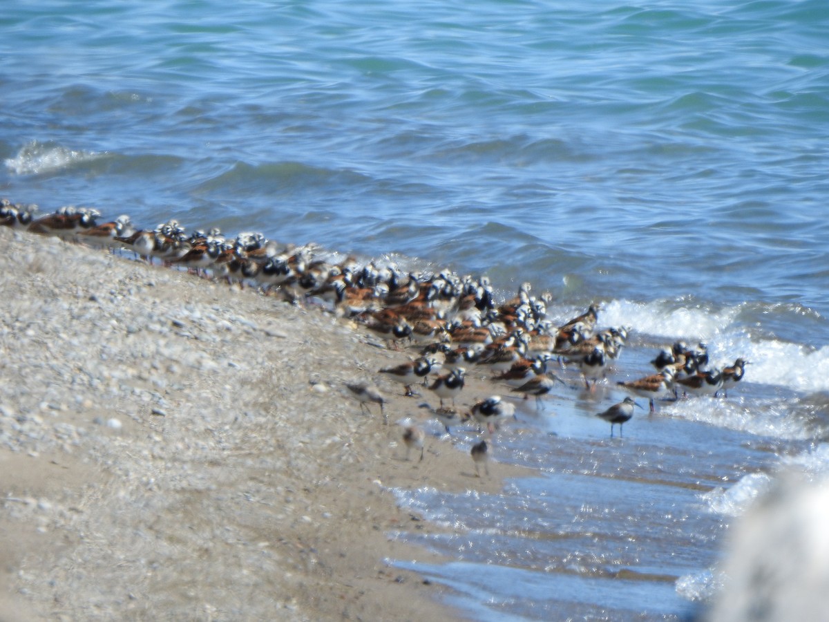 eBird Checklist - 26 May 2025 - Point Pelee National Park (general ...