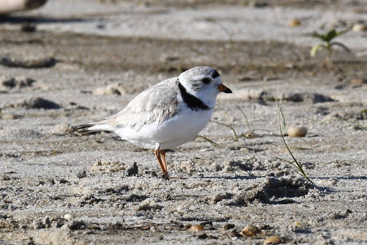 eBird Checklist - 26 May 2025 - Mecox Inlet - 36 species
