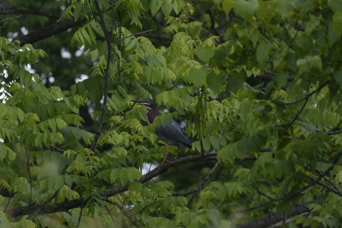 eBird Checklist - 26 May 2025 - 01 New Jersey, Skillman, home - 13 species