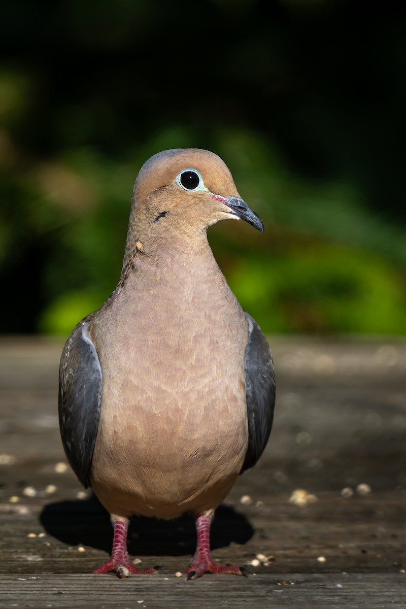 eBird Checklist - 26 May 2025 - Yard List - 36 species