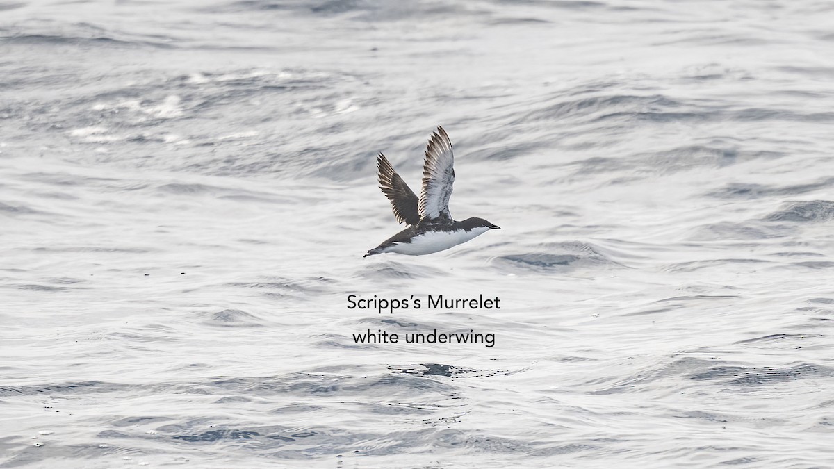eBird Checklist - 24 May 2025 - Thirty Mile Bank (SD Co.) - 12 species