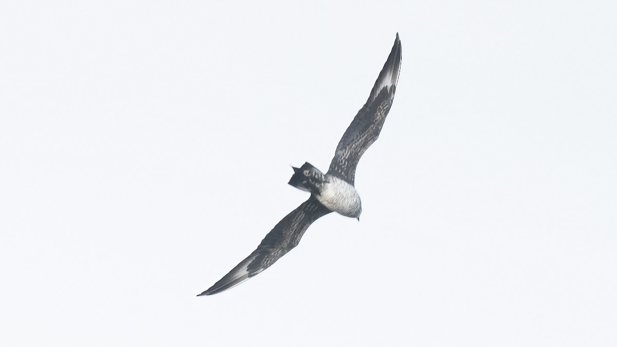 eBird Checklist - 24 May 2025 - Thirty Mile Bank (SD Co.) - 12 species ...