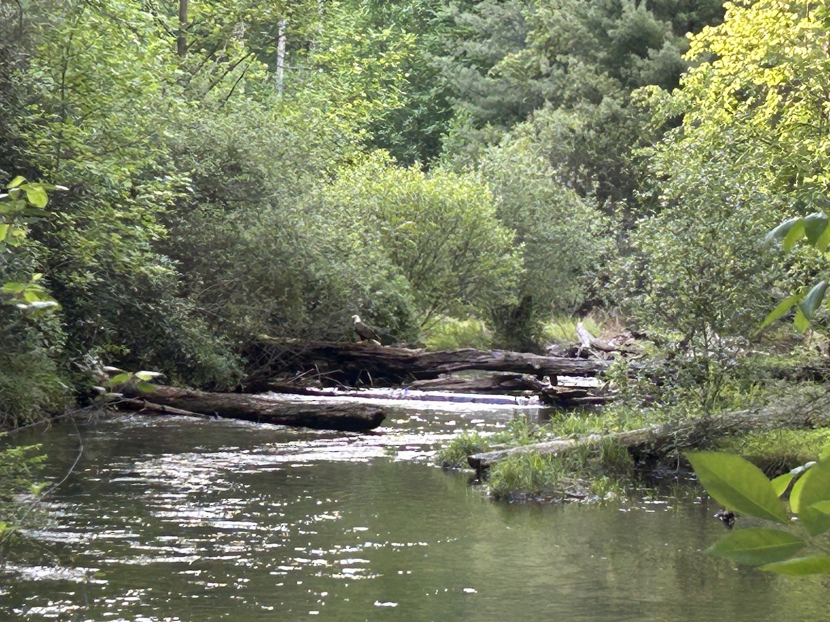 Pennsylvania Bird Atlas Checklist - 26 May 2025 - Whipple Dam SP - 32 ...