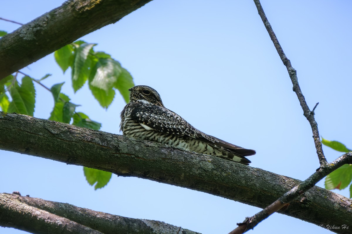 eBird Checklist - 17 May 2025 - Central Park--The Ramble - 18 species