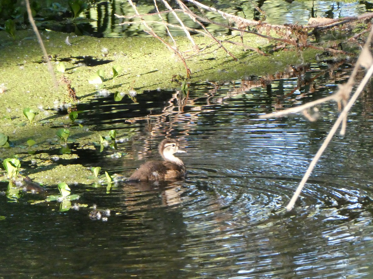 eBird Checklist - 26 May 2025 - American River Parkway behind condo ...
