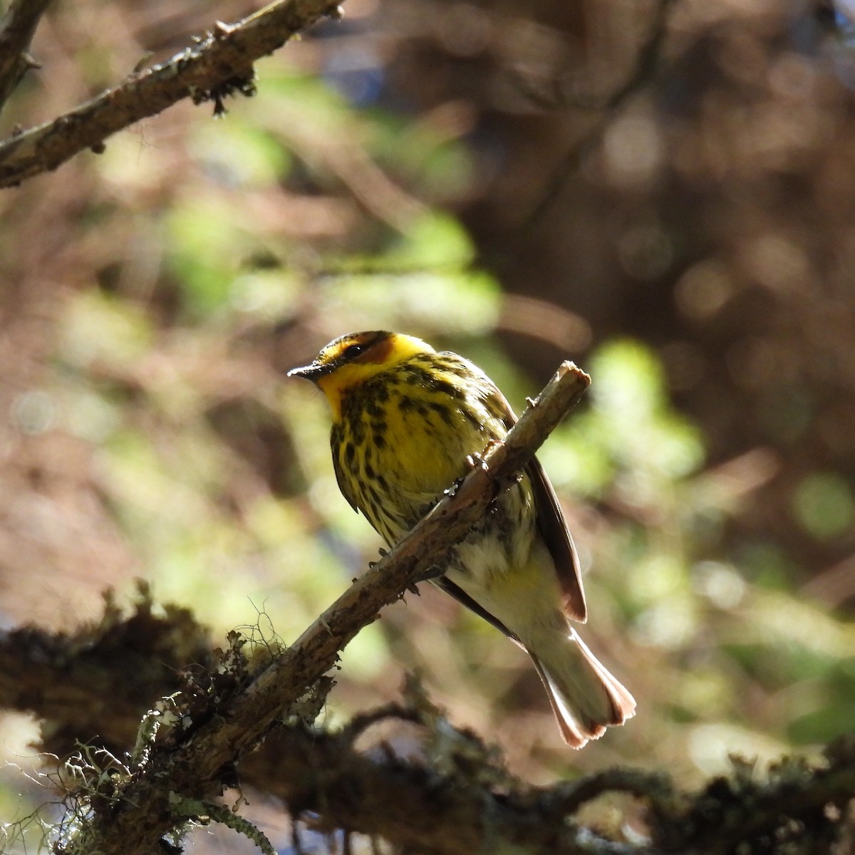 eBird Checklist - 26 May 2025 - Mount delight - 2 species