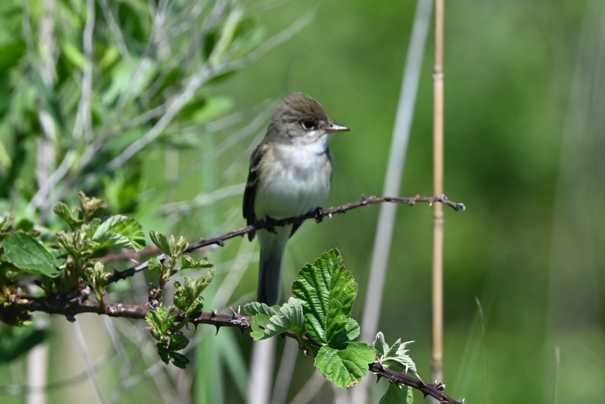 eBird Checklist - 26 May 2025 - Stave Landing Rd. - Delaware Wild Lands ...