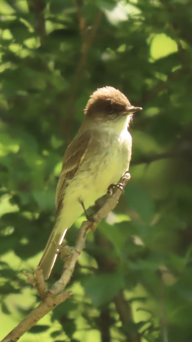 eBird Checklist - 16 May 2025 - Pearson Metropark - 35 species