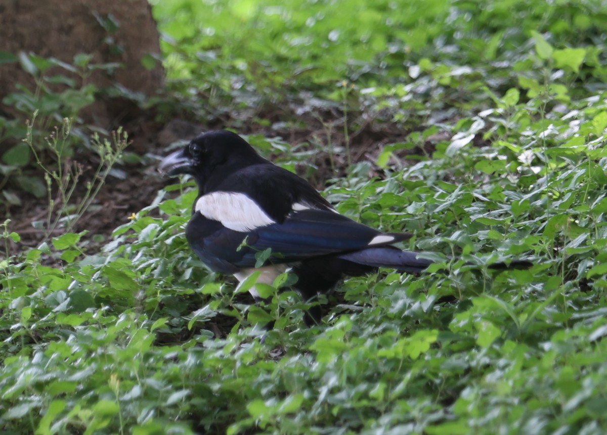Taiwan Bird Atlas Checklist - 27 May 2025 - 桃園 楊梅7-11 - 21 species