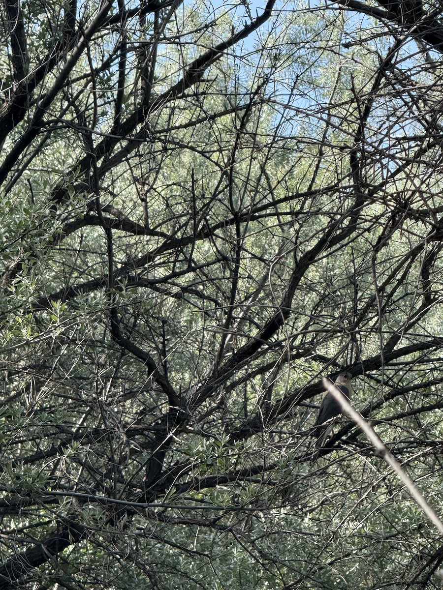 eBird Checklist - 27 May 2025 - Silt KOA - 11 species