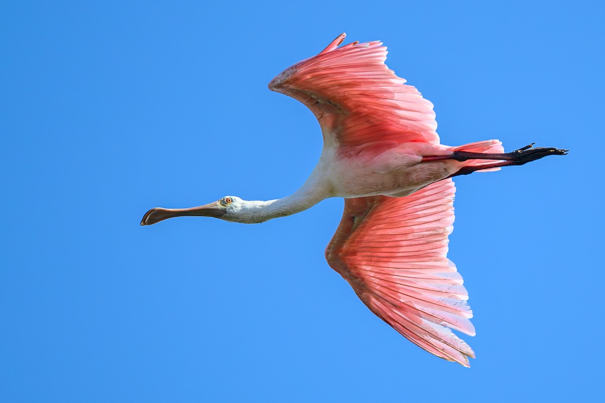 eBird Checklist - 27 May 2025 - Naples Botanical Garden - 41 species ...