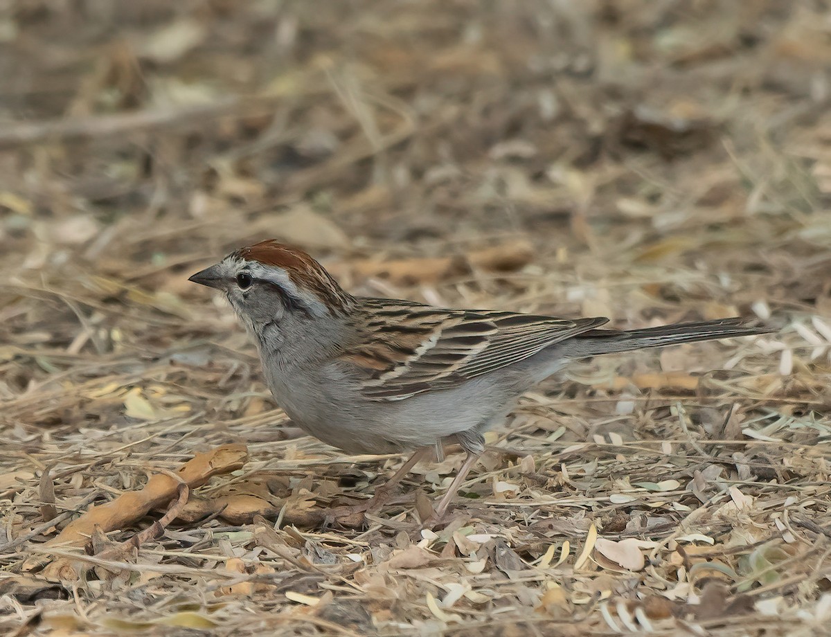eBird Checklist - 27 May 2025 - Riparian Preserve at Gilbert Water ...