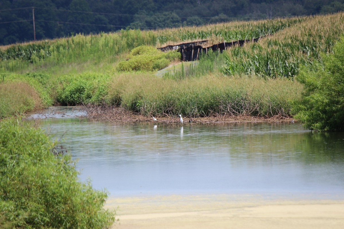 Brandon Farm & Taff Rd. - Bartow, Georgia, US - Birding Hotspots