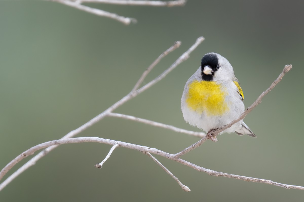 ML636623262 - Lawrence's Goldfinch - Macaulay Library