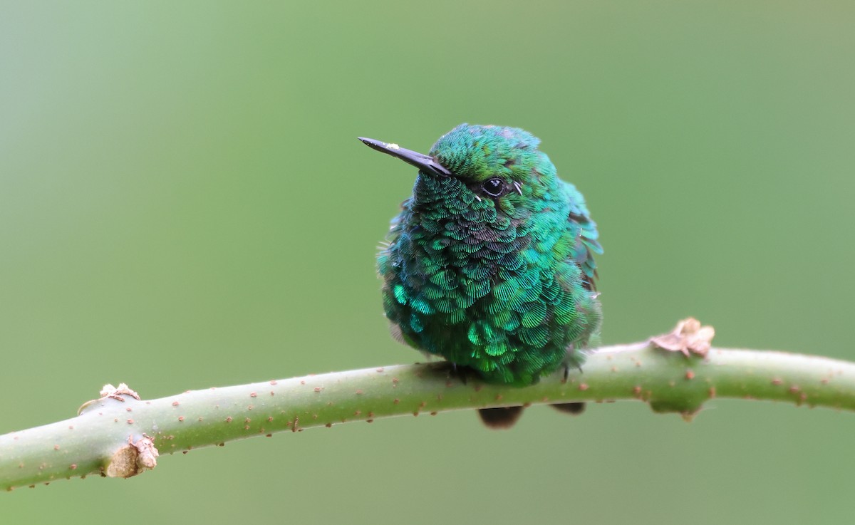 eBird Checklist - 30 Apr 2025 - Wilson Botanical Garden (OTS Las Cruces ...
