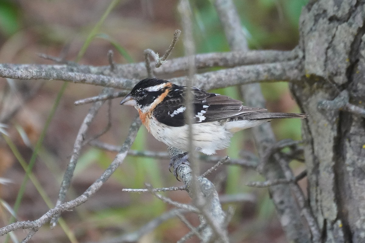 eBird Checklist - 27 May 2025 - Rodeo Lagoon (including beach and ...