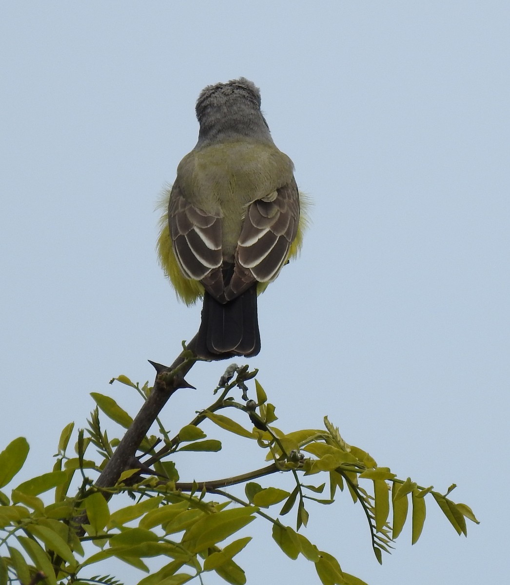 eBird Checklist - 27 May 2025 - Toronto--Humber Bay Park (East) - 25 ...