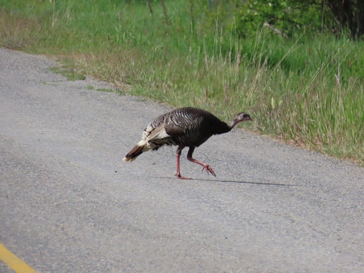 eBird Checklist - 23 May 2025 - Calispell Lake - 94 species (+2 other taxa)