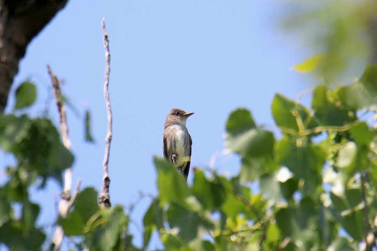 eBird Checklist - 26 May 2025 - Murphy-Hanrehan Park Reserve--Forest ...