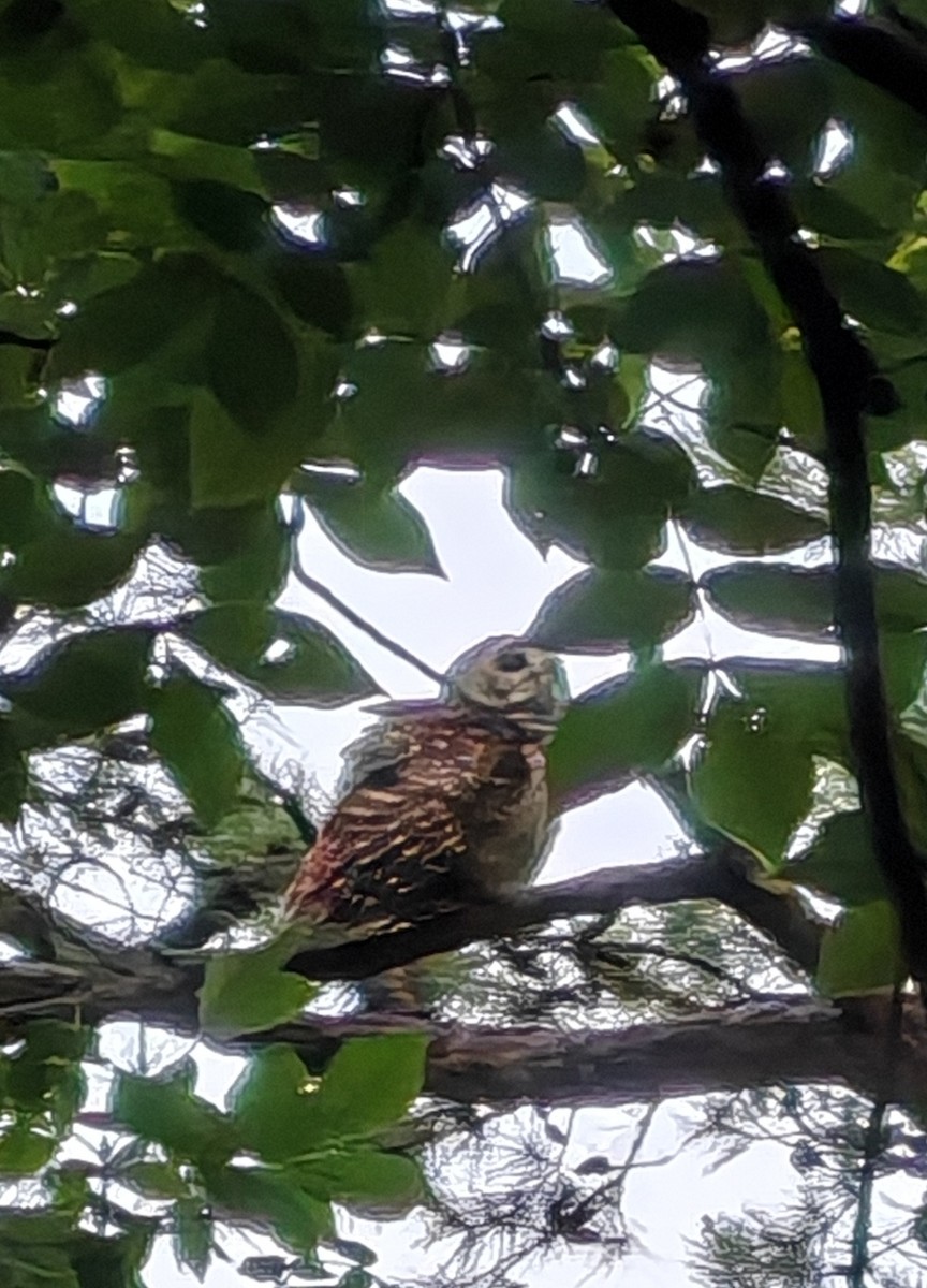 eBird Checklist - 27 May 2025 - The Honors Course (restricted access ...