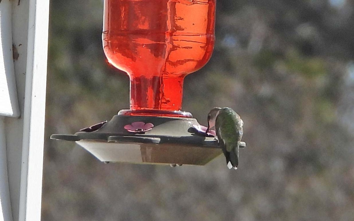 eBird Checklist - 27 May 2025 - Whitefish Point - 46 species